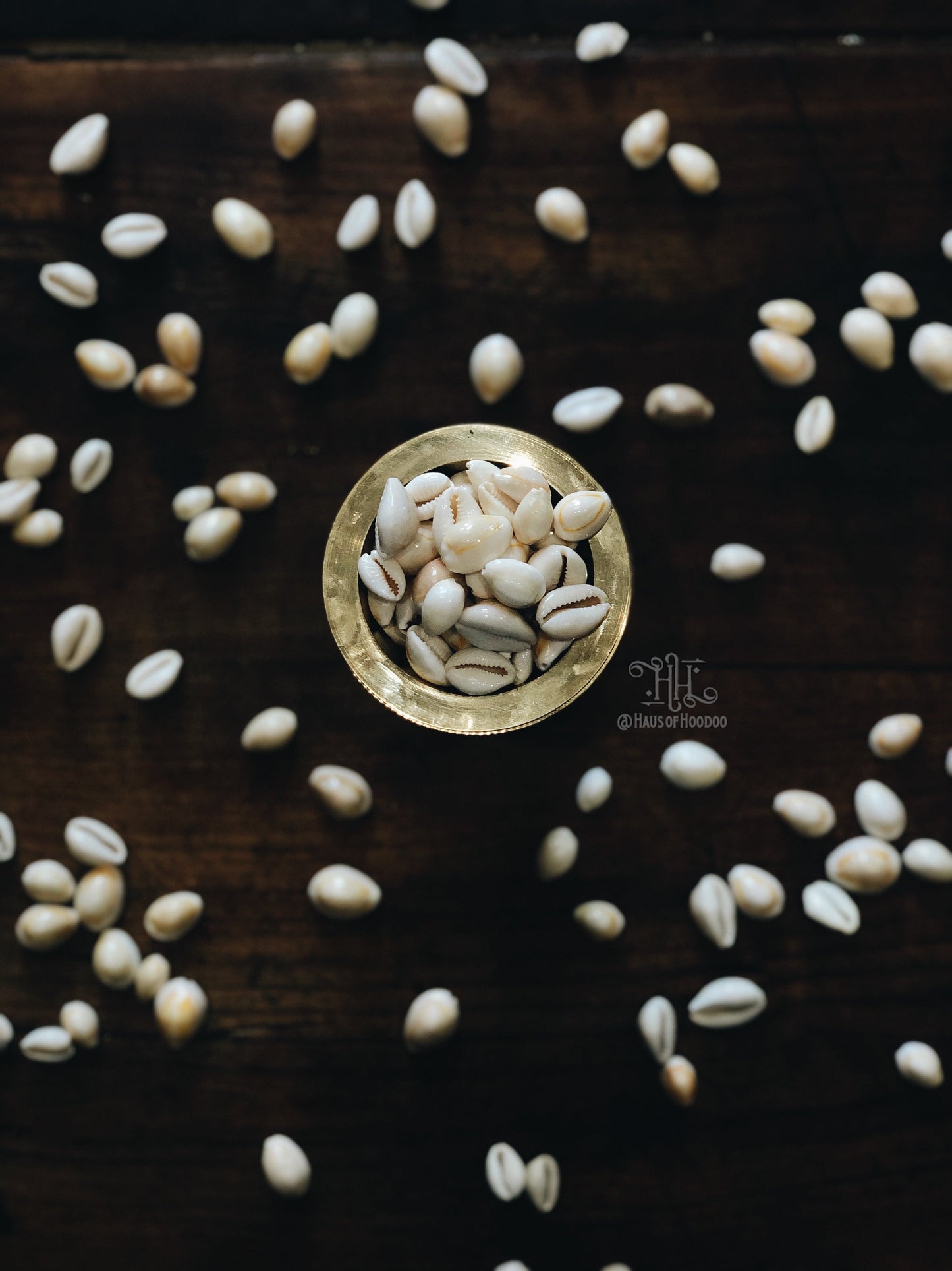 Kenyan Cowrie Shells (uncut) – The Weaving of Understanding